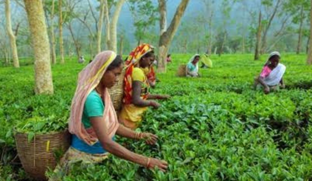 Exploring the Mystique Northeast: A Journey Through India's Hidden Gem